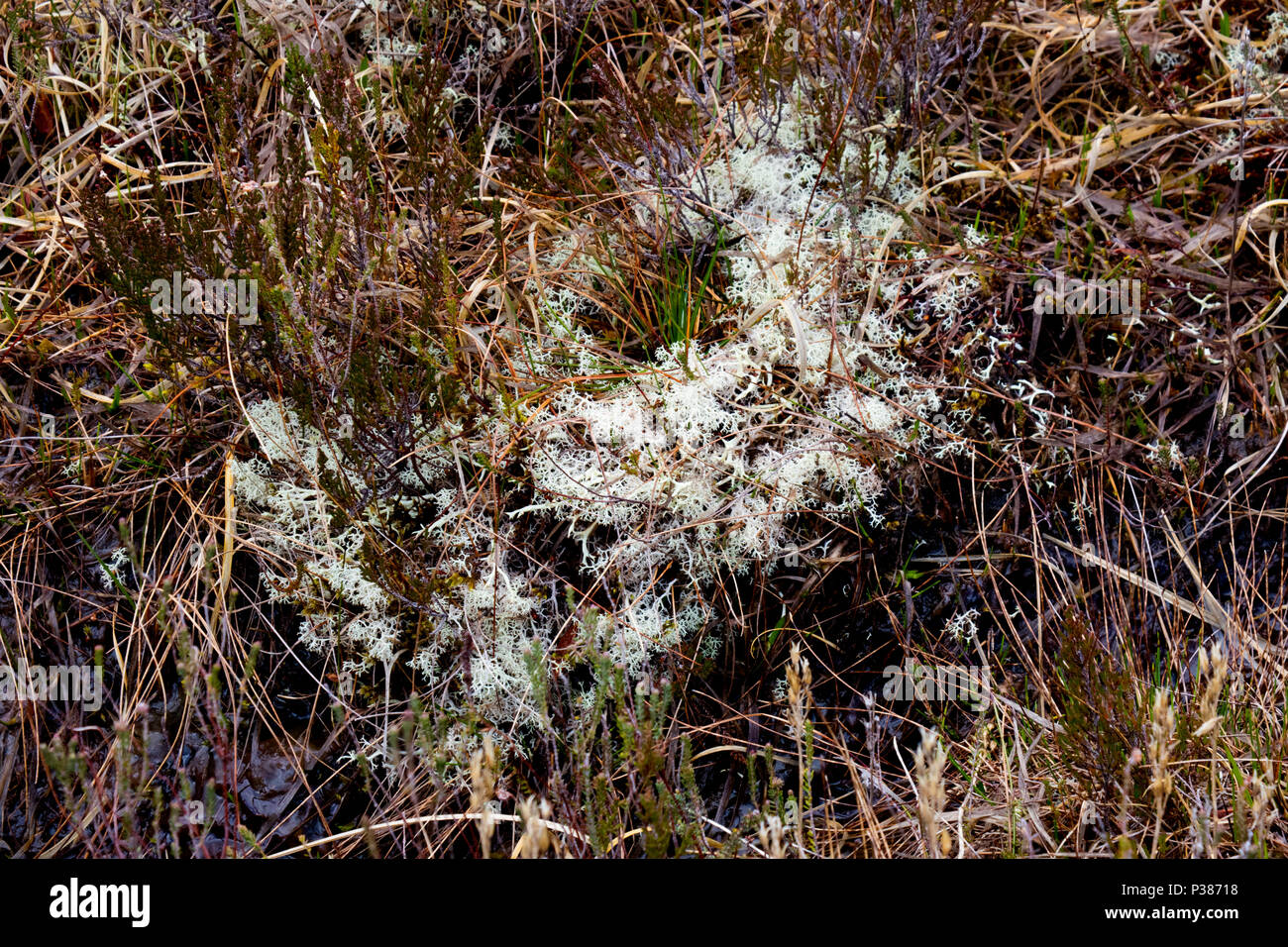 Usnea lichen hi-res stock photography and images - Alamy