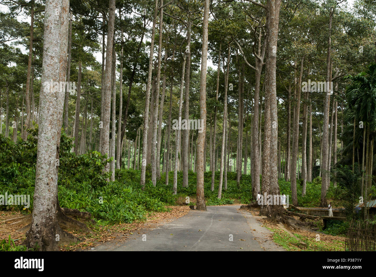 Natural Garjan (Dipterocarpus terbinatus) Forest at Shilkhali. Teknaf ...