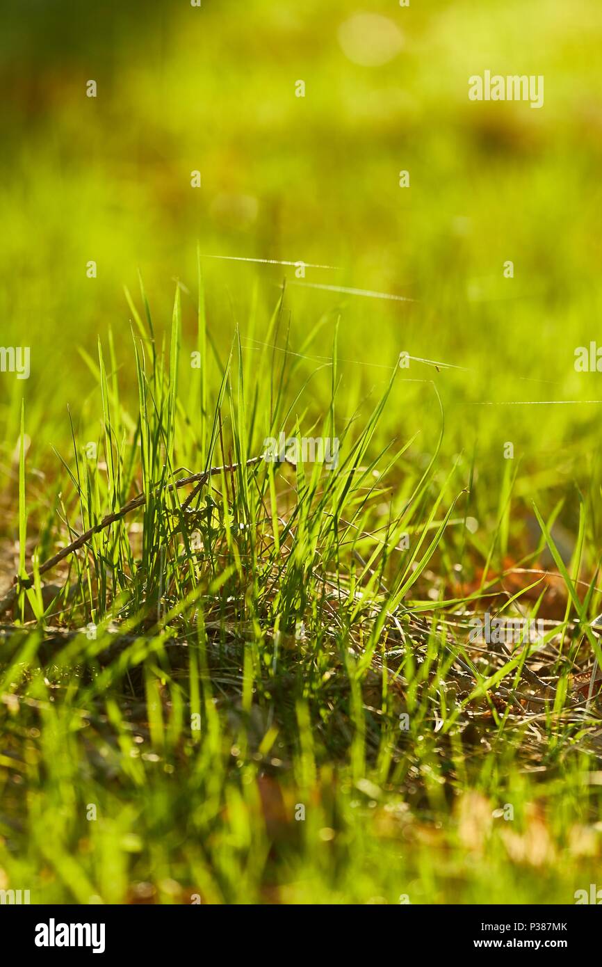 Green Grass Field Stock Photo - Alamy
