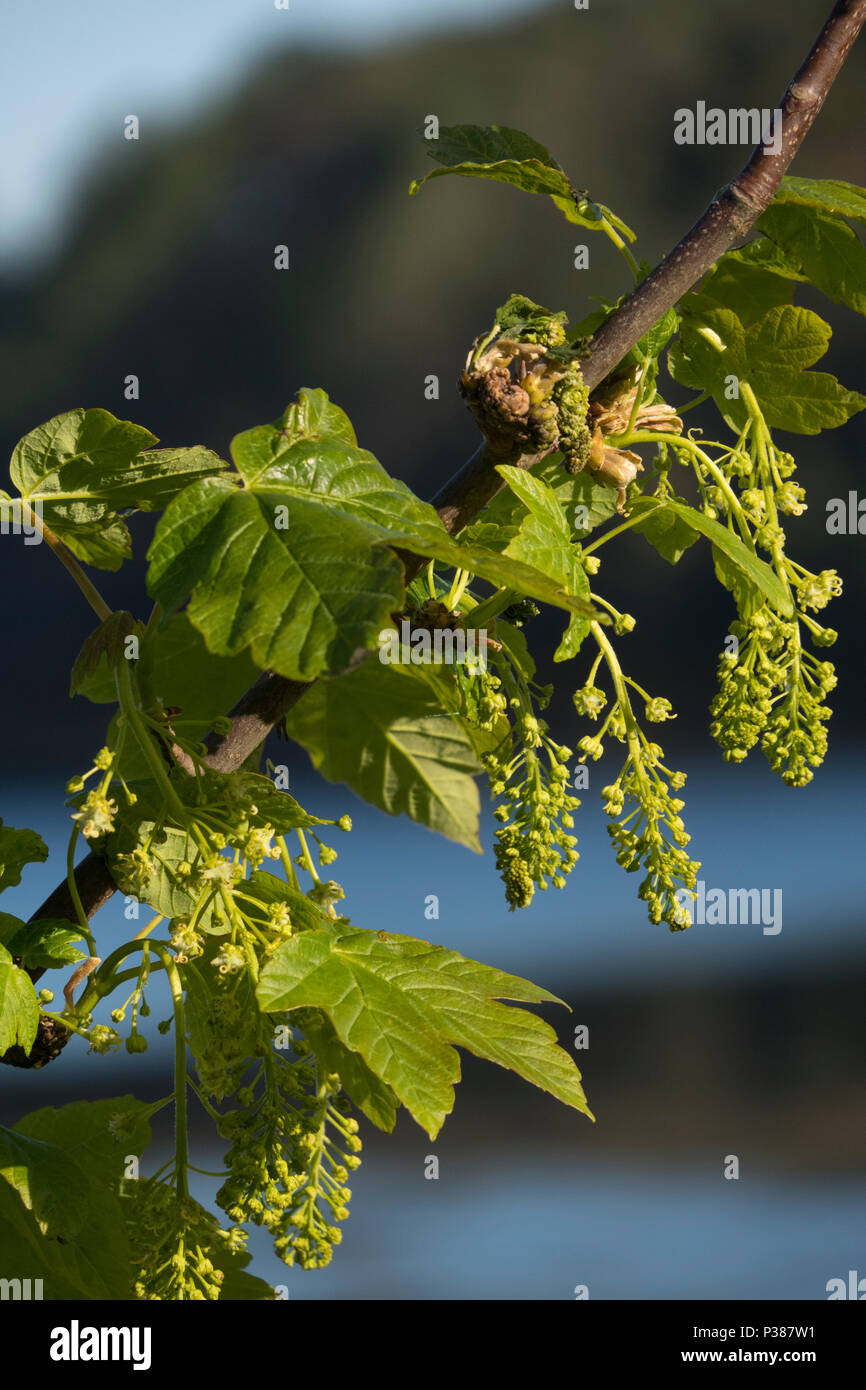 Sycamore flowers hi-res stock photography and images - Alamy