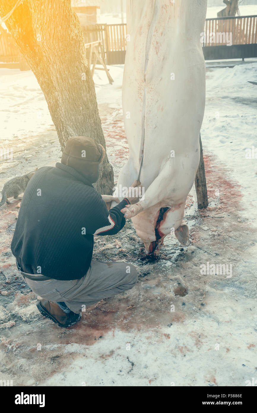 Home pig cutting, pig hanging in a backyard. Slaughter working. Vintage ...