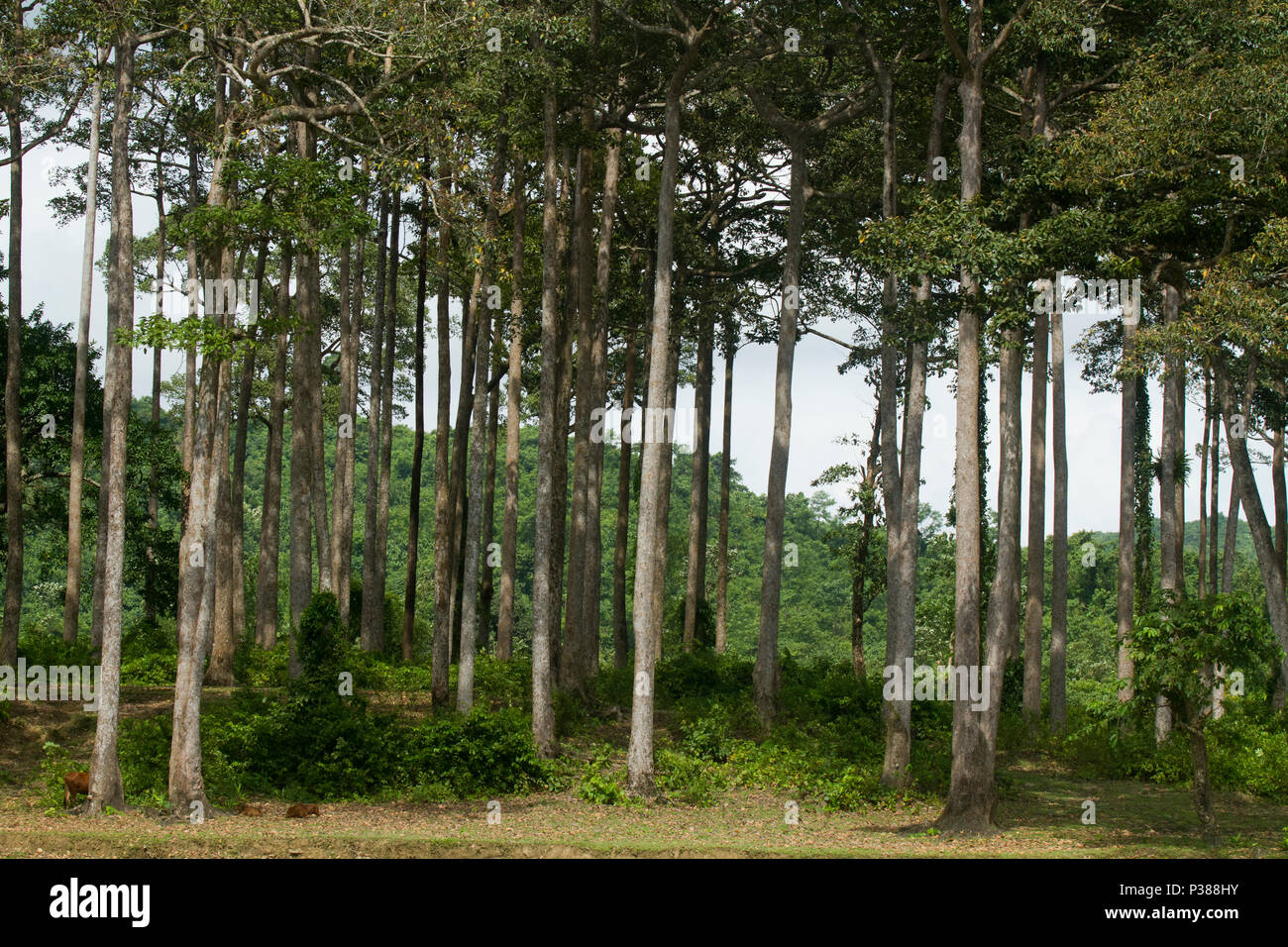 Mother garjan hi-res stock photography and images - Alamy