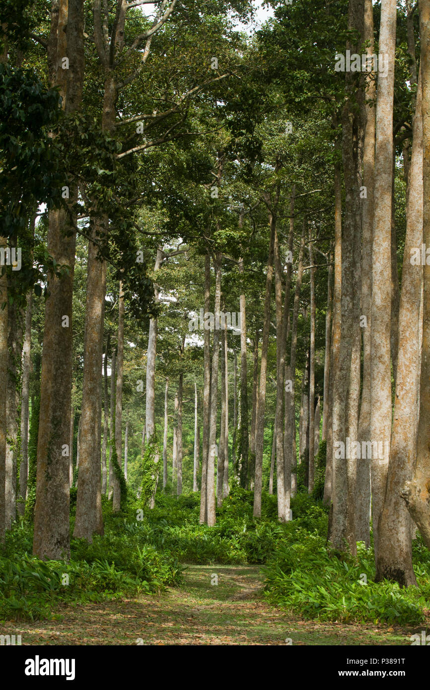 Natural Garjan (Dipterocarpus terbinatus) Forest at Shilkhali. Teknaf ...