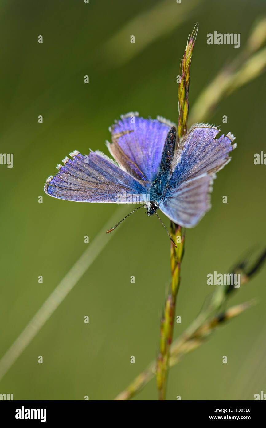 Small blue butterfly hi-res stock photography and images - Alamy