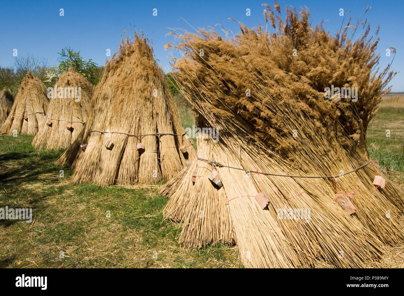 Cut reed hi-res stock photography and images - Alamy