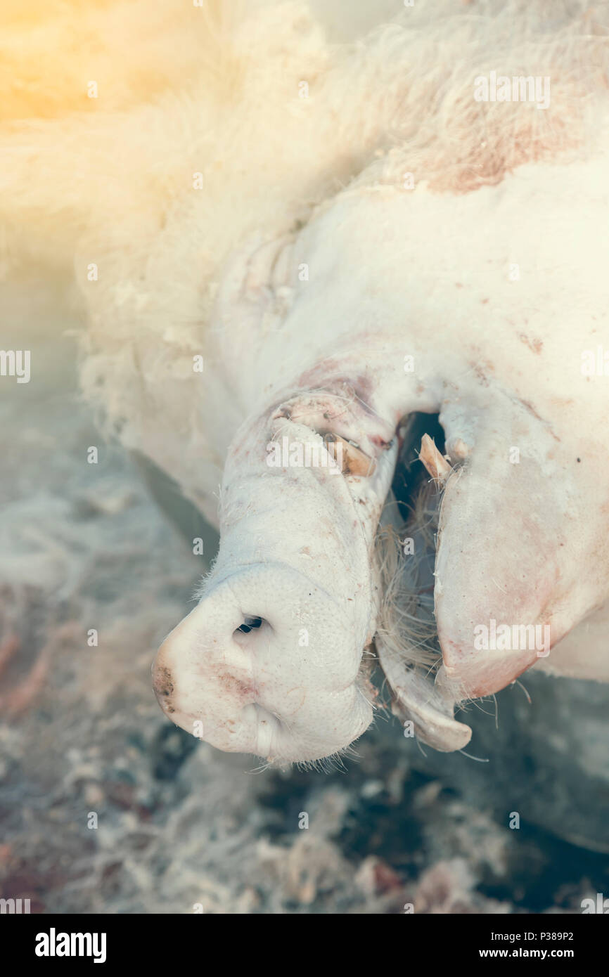 Pig head during home pig butchering, traditional pig slaughter with hot ...