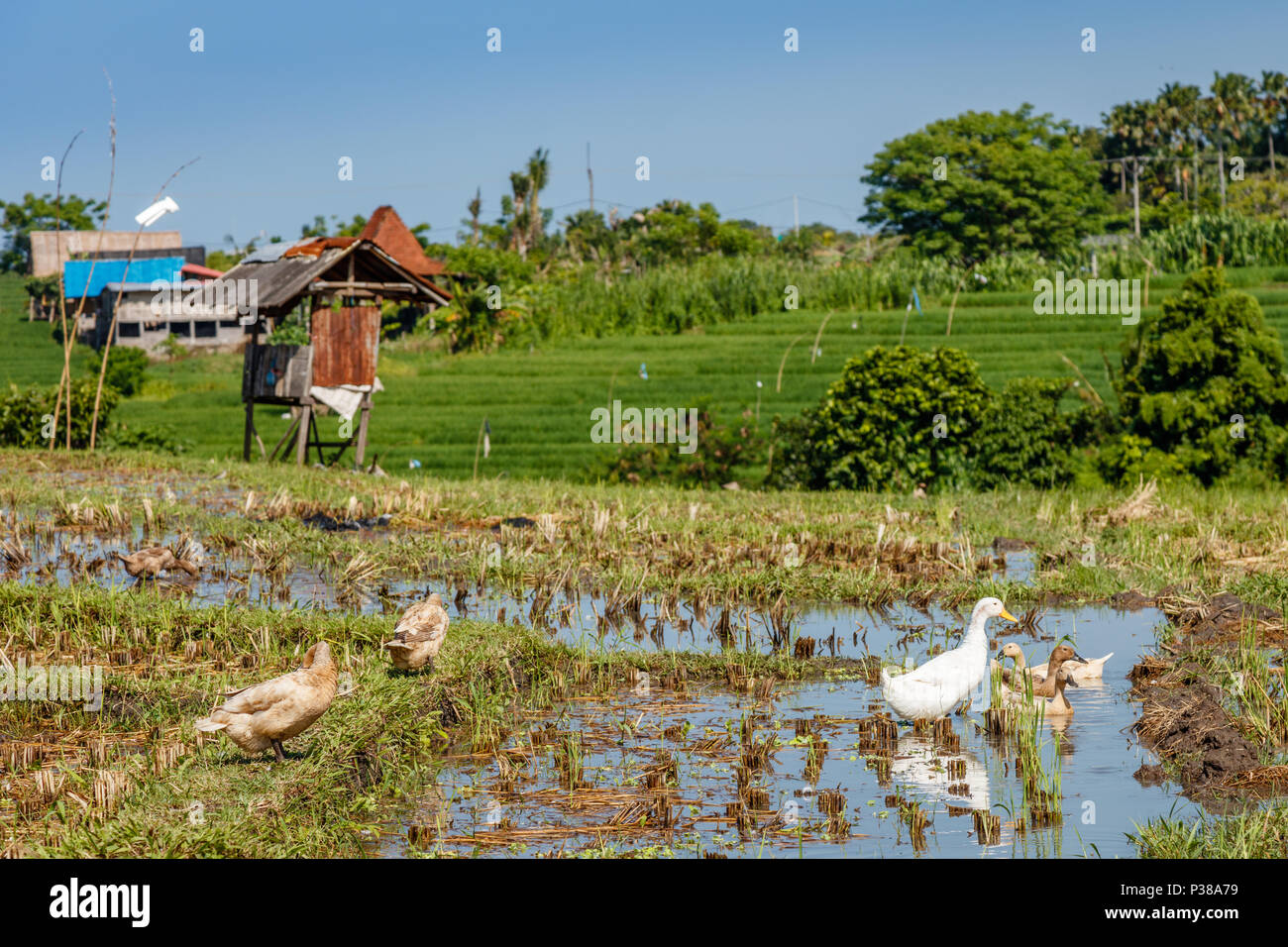 Ducks on a rice field, rural landscape, Bali Island, Indonesia Stock ...