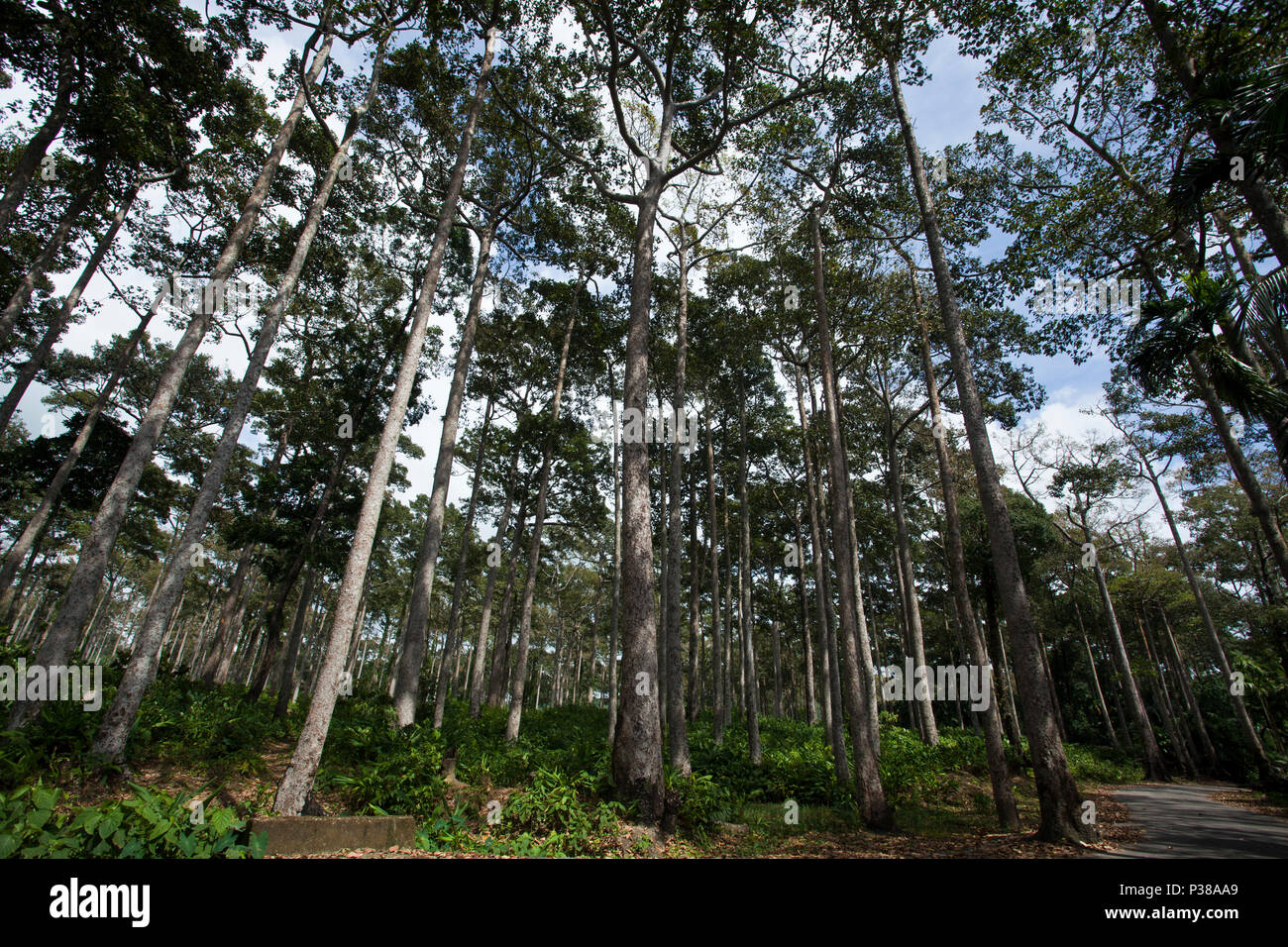 Natural Garjan (Dipterocarpus terbinatus) Forest at Shilkhali. Teknaf ...
