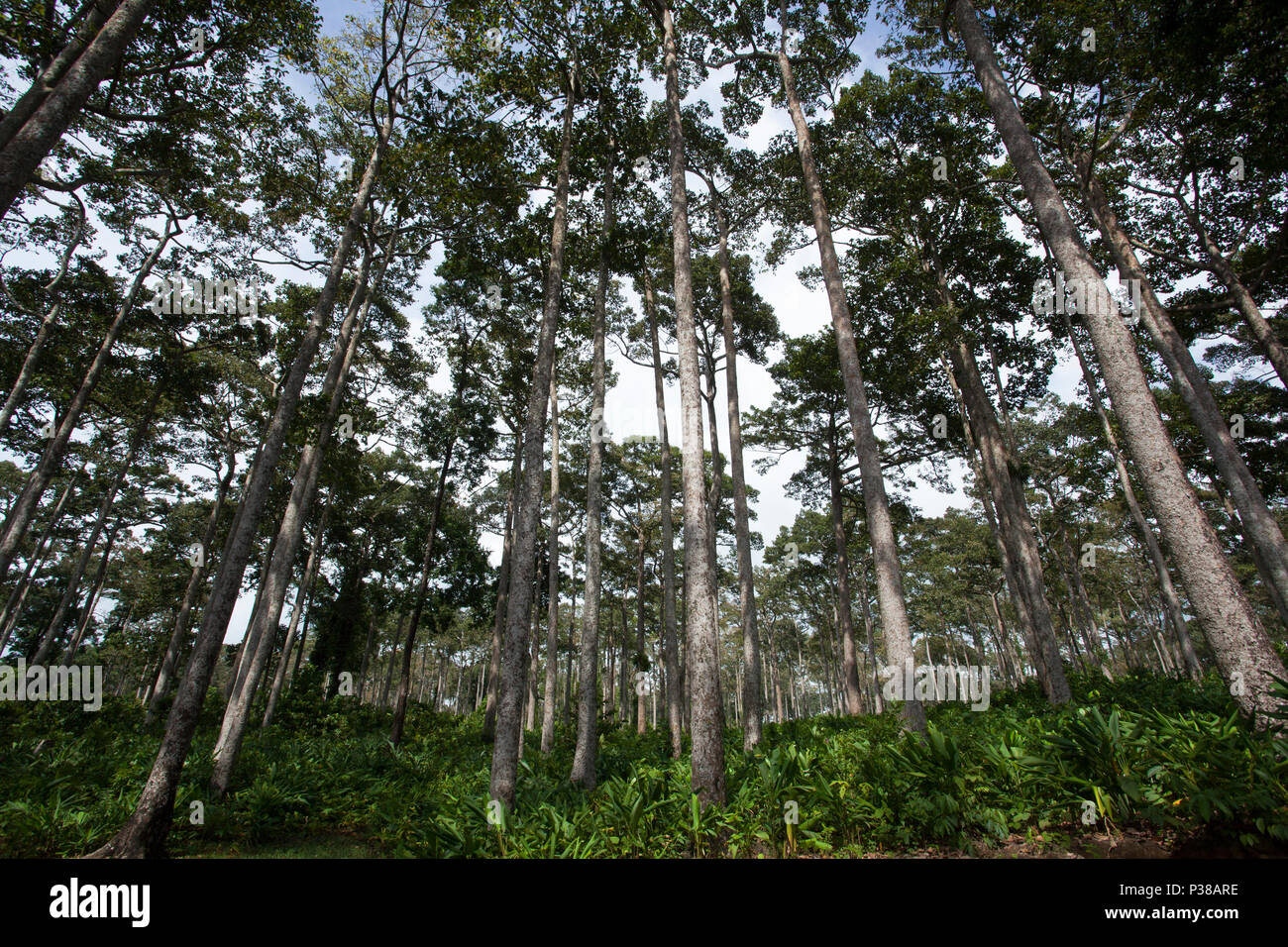 Mother garjan hi-res stock photography and images - Alamy