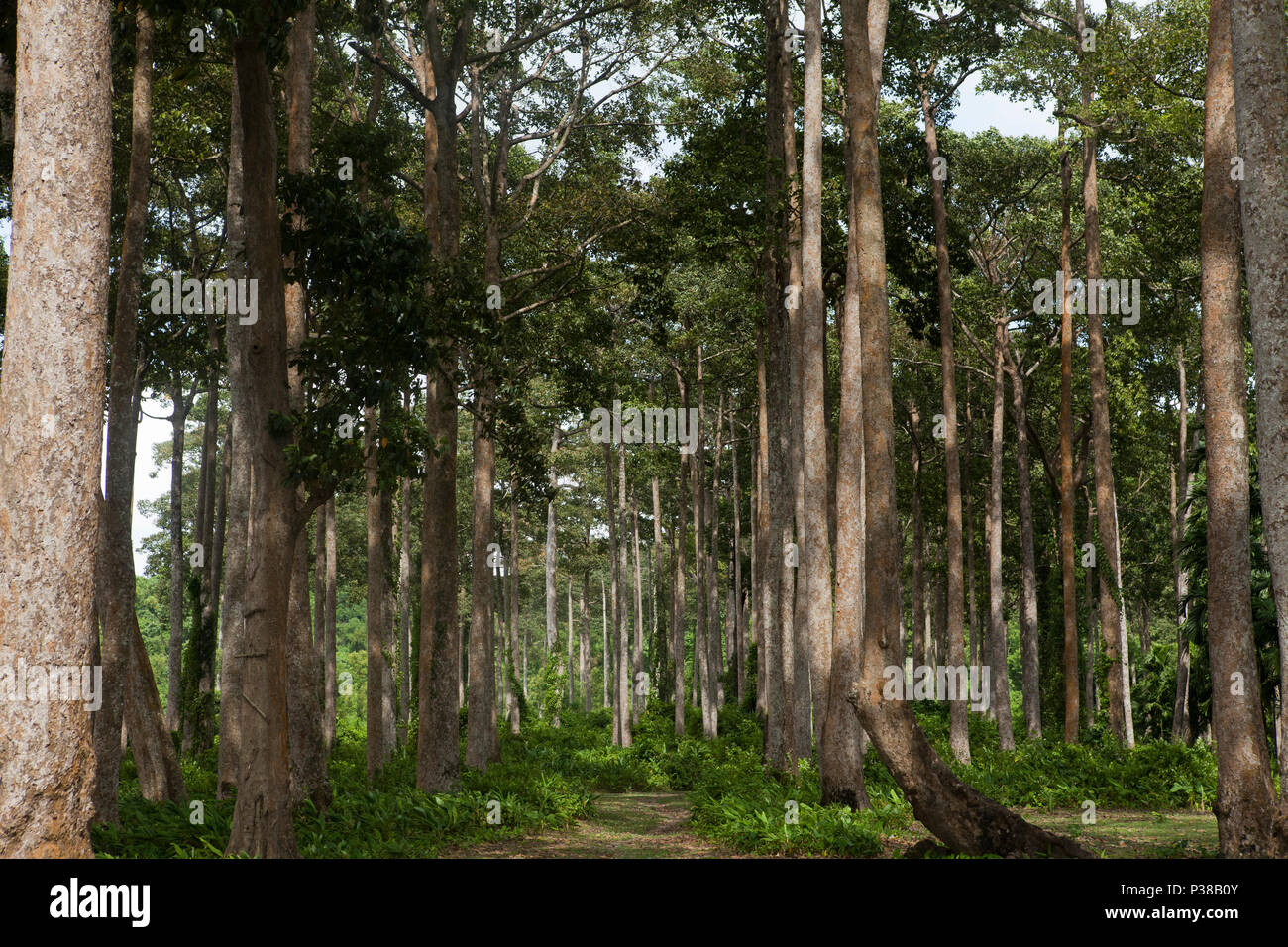 Natural Garjan (Dipterocarpus terbinatus) Forest at Shilkhali. Teknaf ...