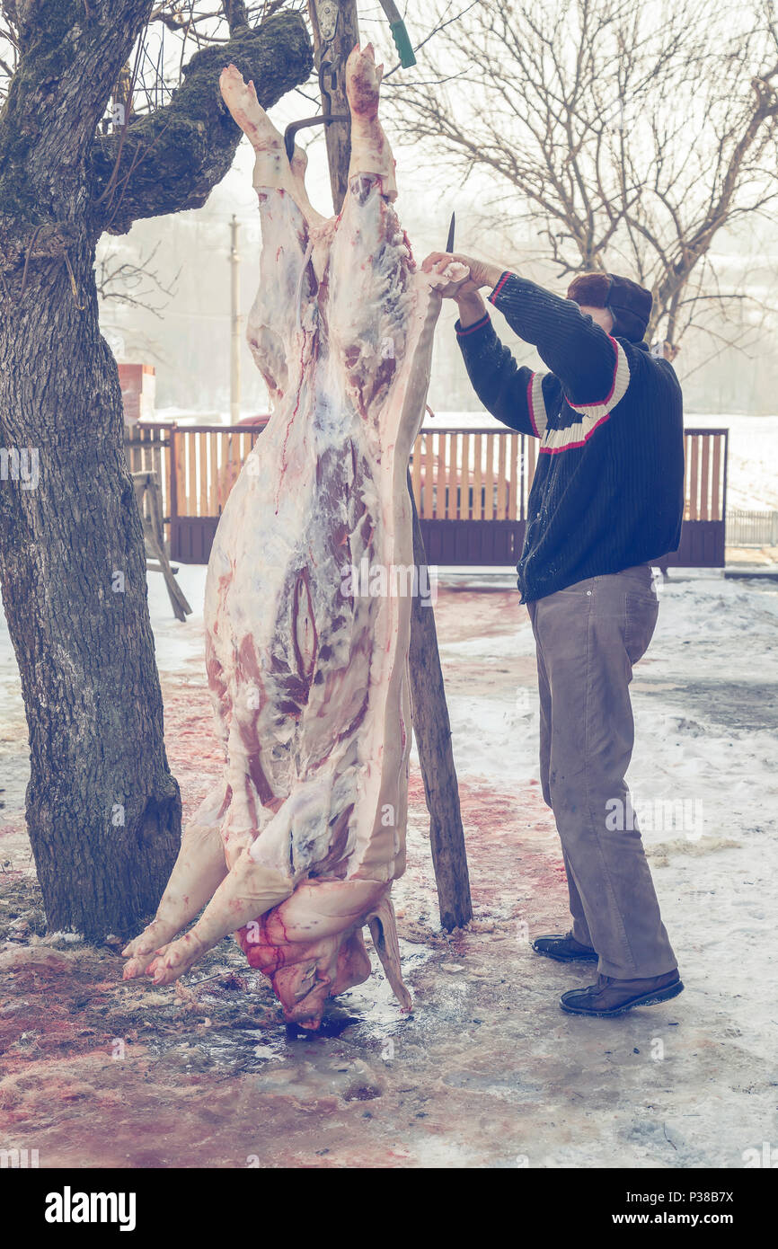 Slaughtered pig hanging on hooks, home butchering. Vintage style Stock ...