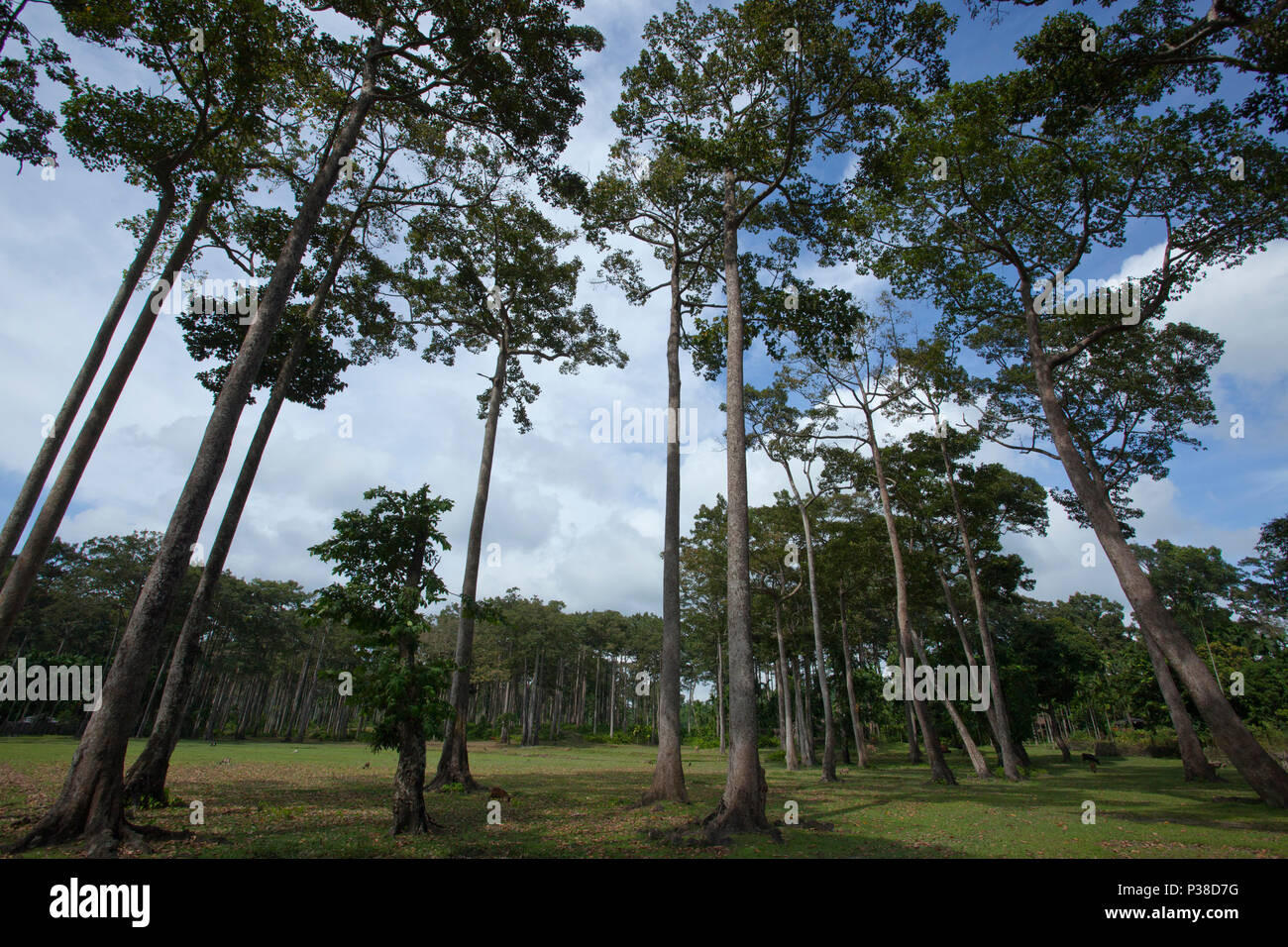 Natural Garjan (Dipterocarpus terbinatus) Forest at Shilkhali. Teknaf ...