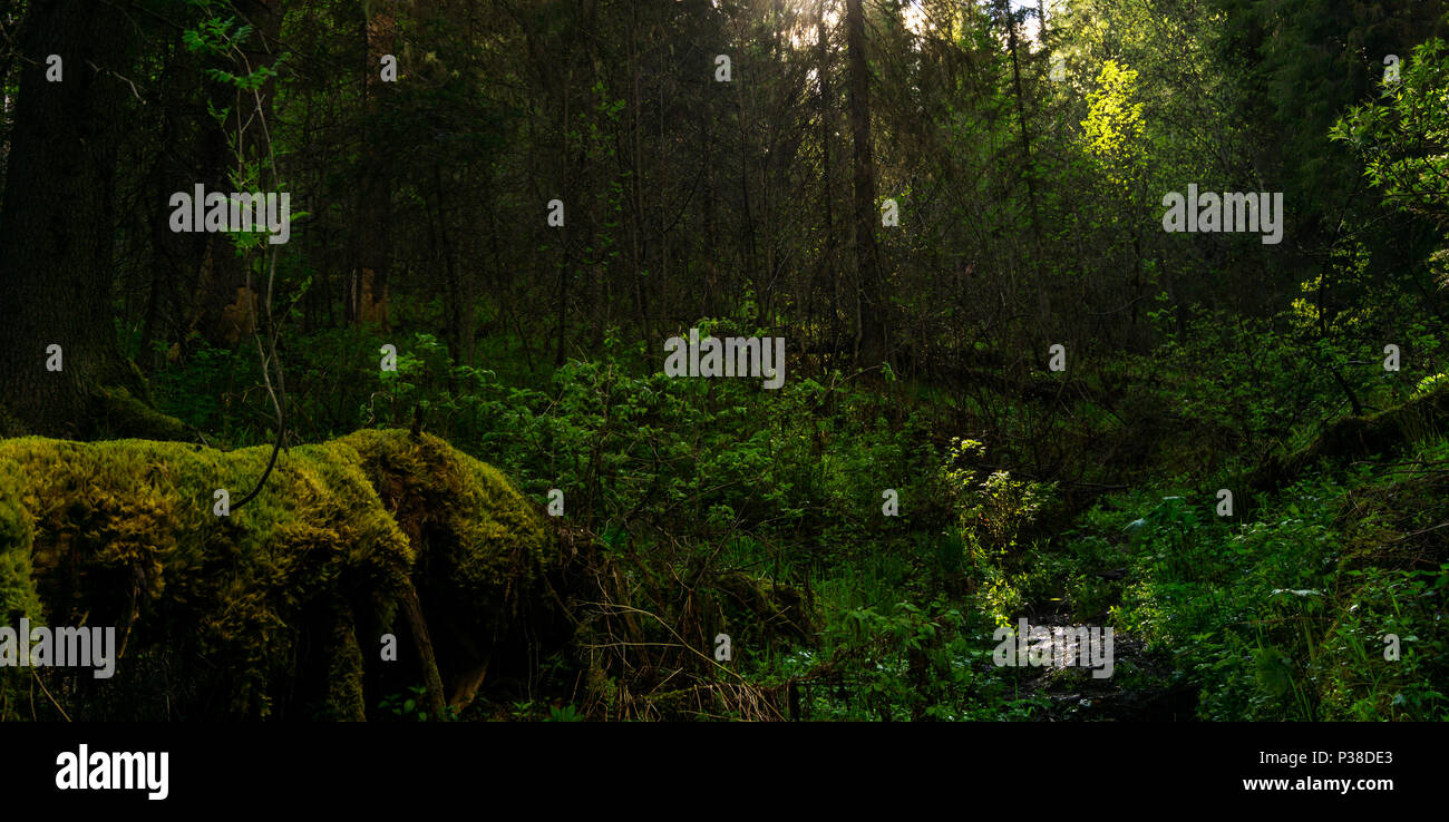 Dense undergrowth hi-res stock photography and images - Alamy