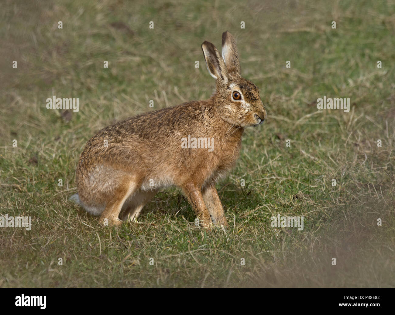 European brown hare close up hi-res stock photography and images - Alamy
