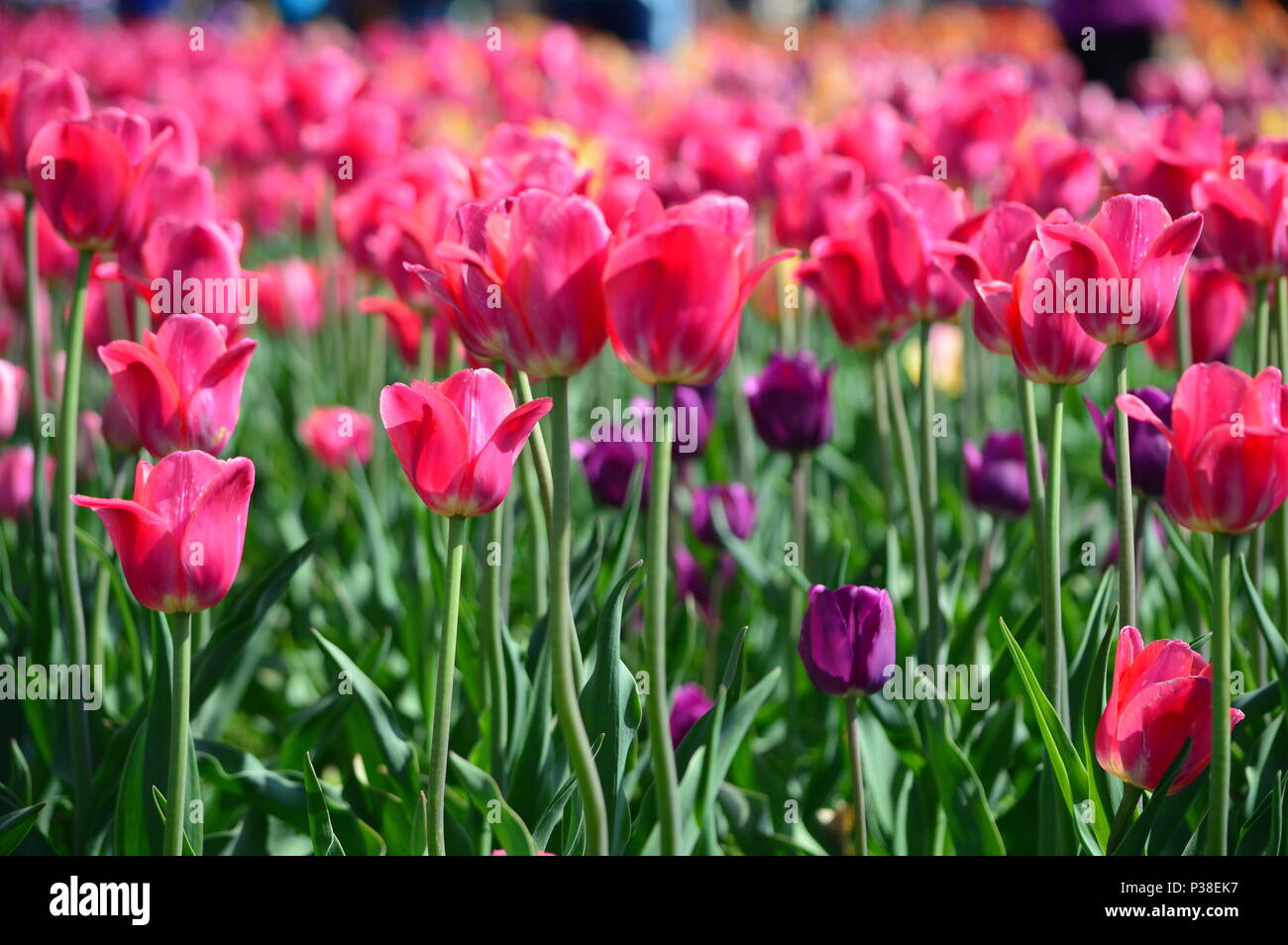 Worlds Expression Tulips at Windmill Island Tulip Garden Stock Photo ...