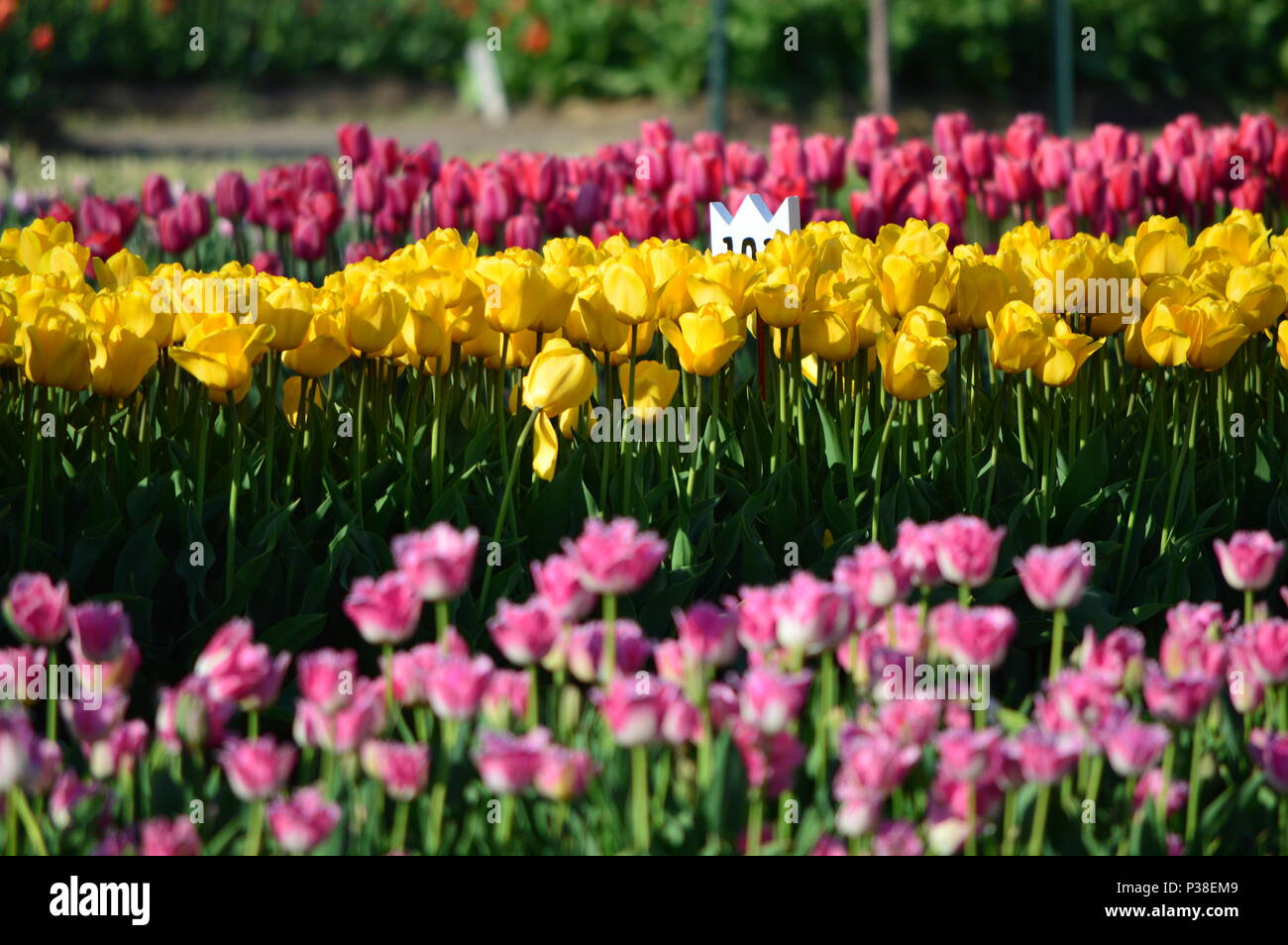 Veldheer Tulip Mix Tulip at Veldheer Tulip Garden in Holland Stock ...
