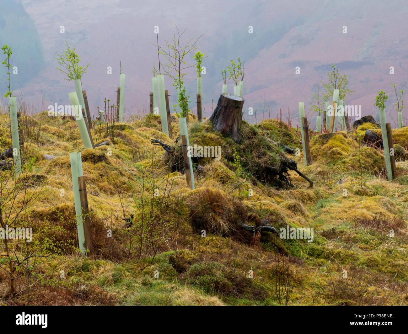 Trees felled Glencoe Scotland Stock Photo - Alamy