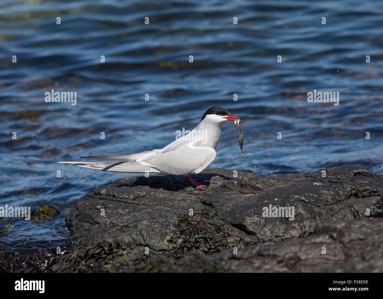 Common tern, Sterna hirundo, on rock with squid, Farne islands Stock ...