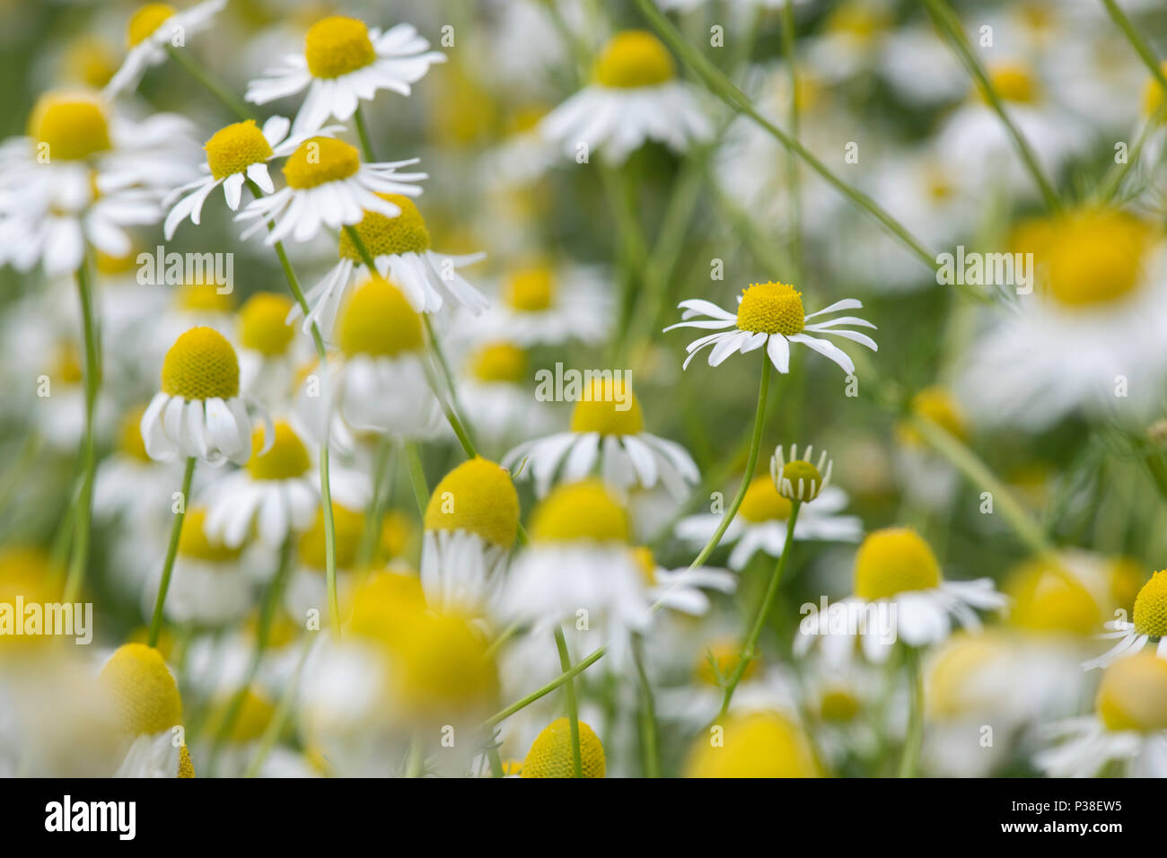 Matricaria recutita. German Chamomile / Wild chamomile / Scented ...