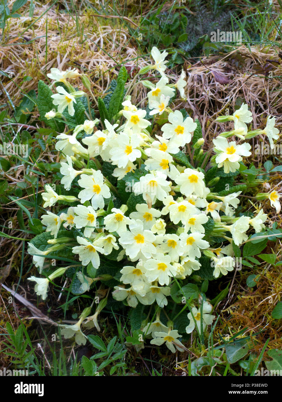Primrose gardens hi-res stock photography and images - Alamy