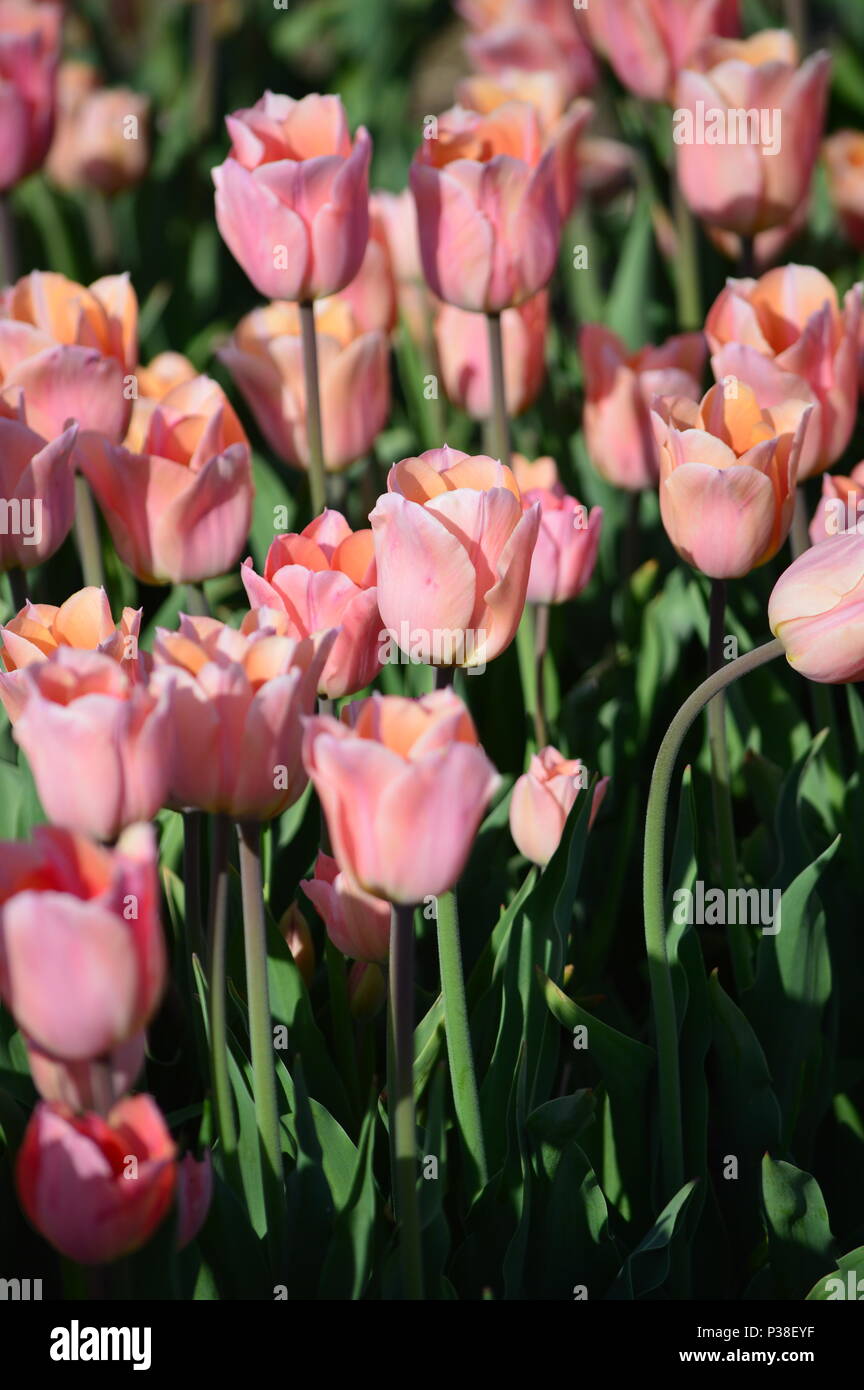 Rosy Delight Tulips at Veldheer Tulip Garden in Holland Stock Photo - Alamy