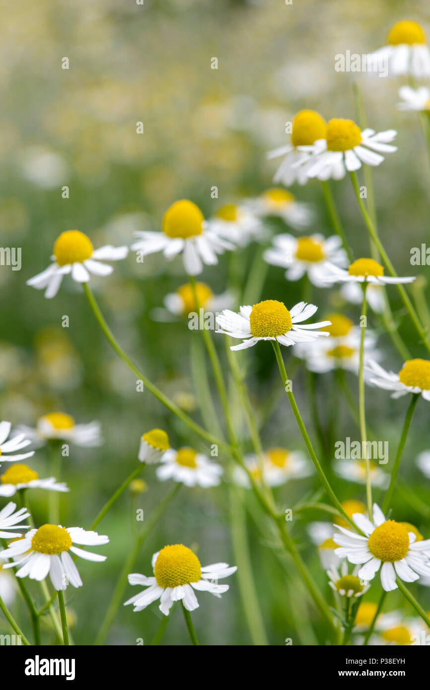 Matricaria recutita. German Chamomile / Wild chamomile / Scented ...