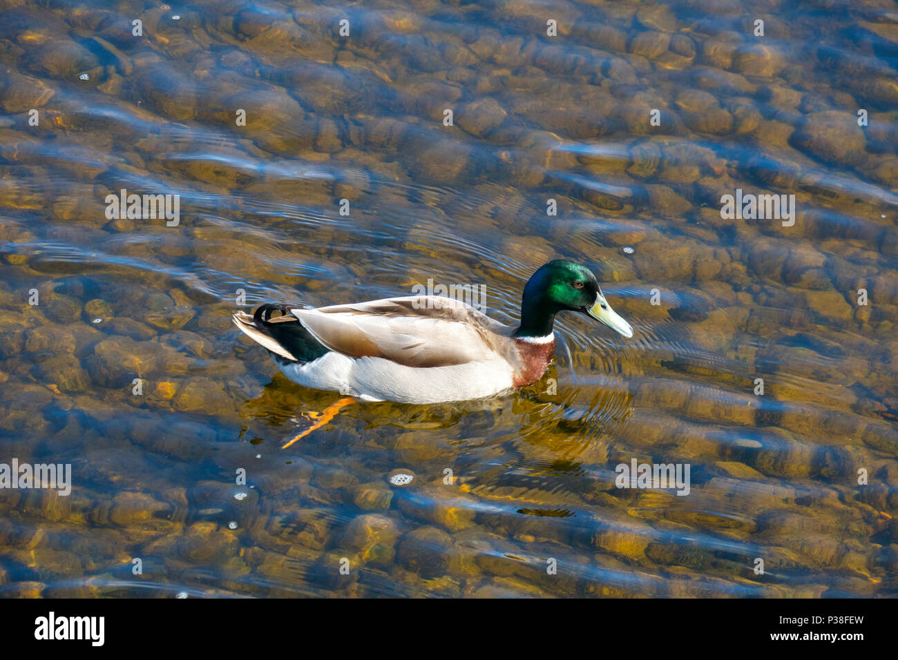 Commonest duck hi-res stock photography and images - Alamy
