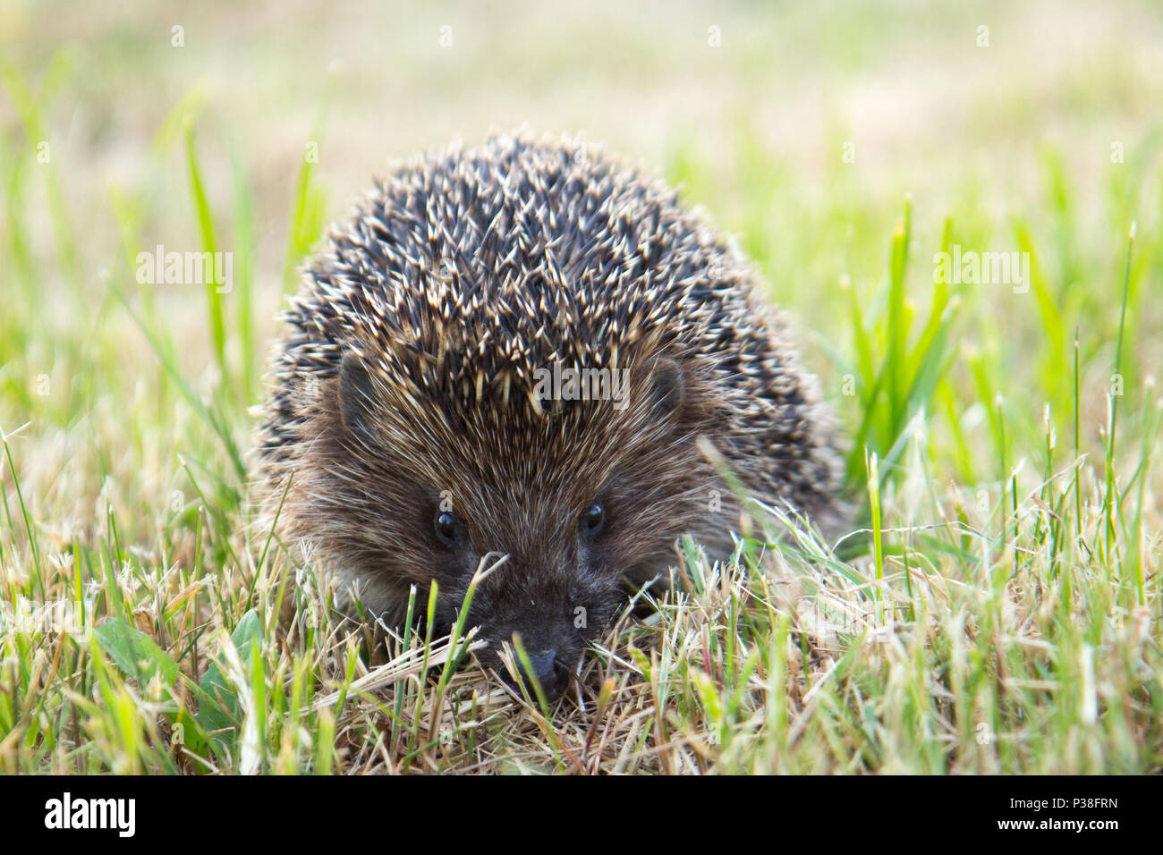 small wild hedgehog Stock Photo - Alamy