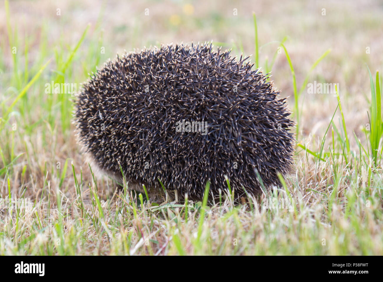 Prickly Hedgehog High Resolution Stock Photography and Images - Alamy