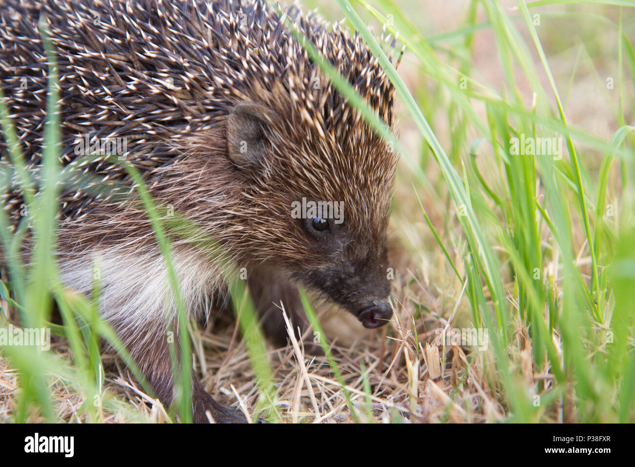 Wild hedgehog hi-res stock photography and images - Alamy