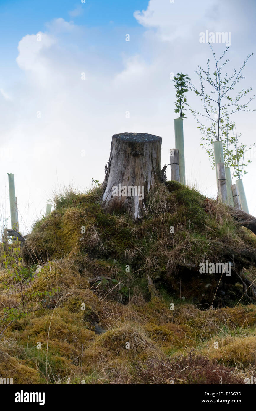 Trees felled Glencoe Scotland Stock Photo - Alamy