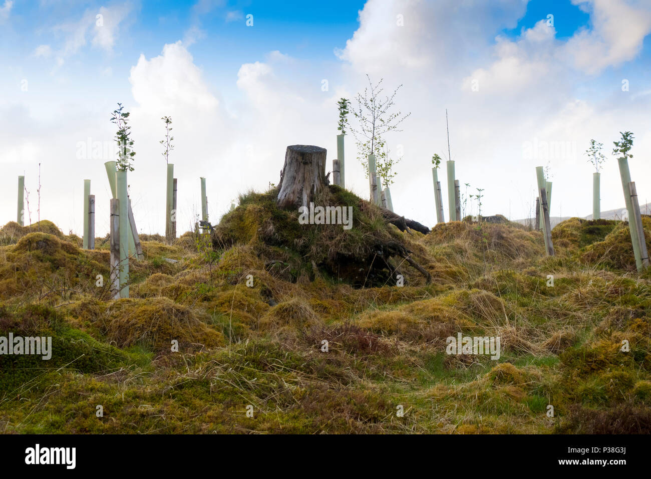 Trees felled Glencoe Scotland Stock Photo - Alamy