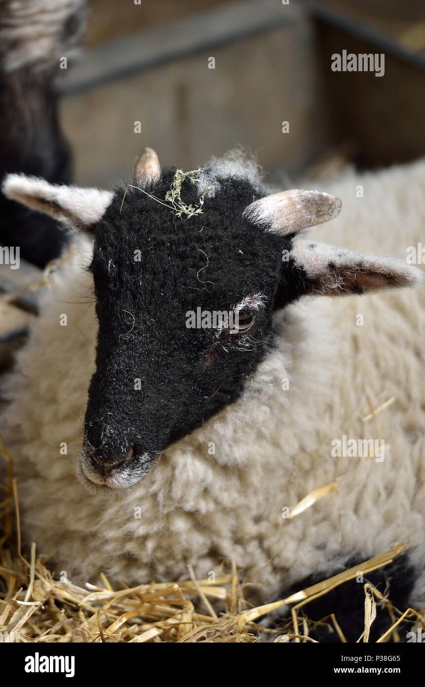 Stock image of Sheep in a yard Stock Photo - Alamy