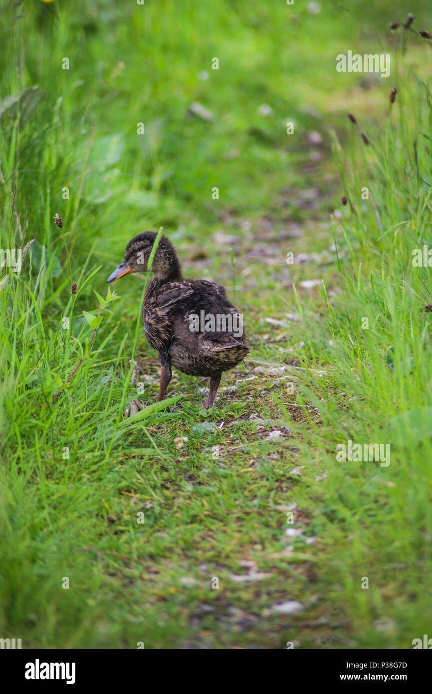 Baby dragon wings hi-res stock photography and images - Alamy