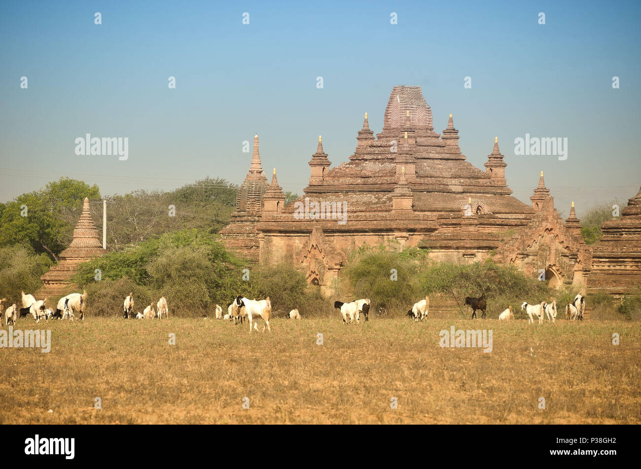 Old pagoda in Bagan with goats Stock Photo - Alamy