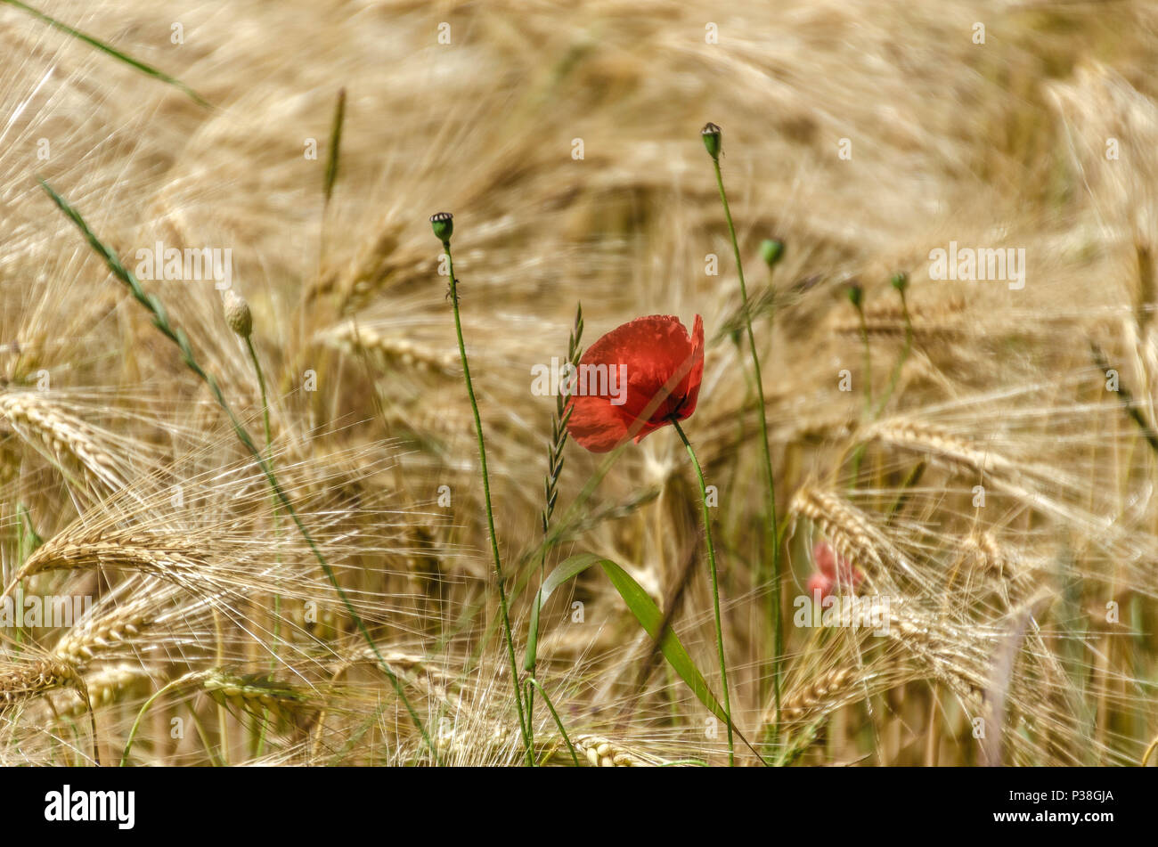 single poppy in a grain field Stock Photo - Alamy