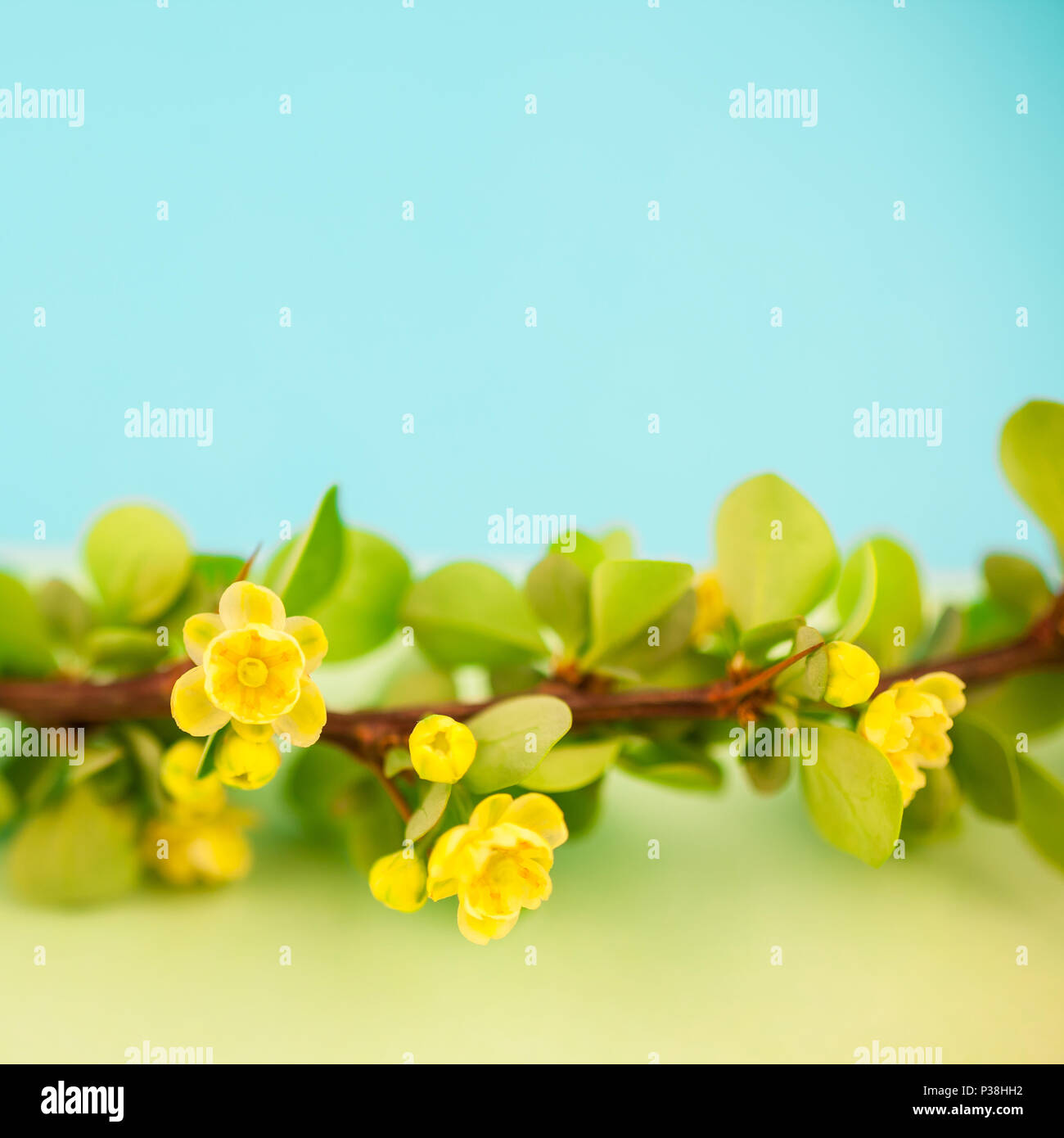 Spring blossoming barberry branch with green leaves, barbs and yellow ...