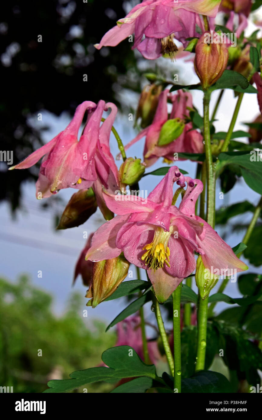 Fuzzy flowers hi-res stock photography and images - Alamy