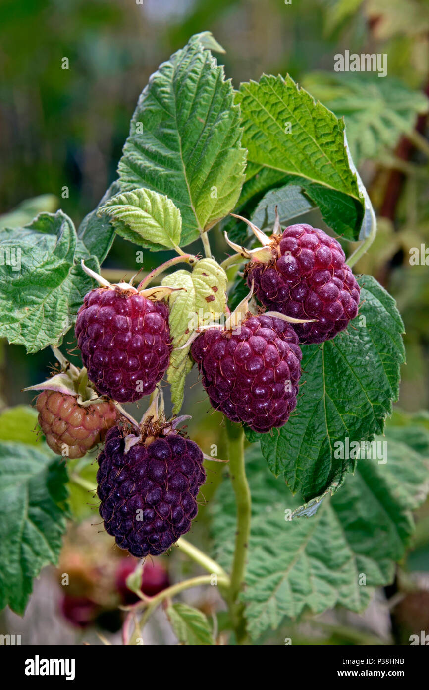 Red berries and purple leaves hi-res stock photography and images - Alamy