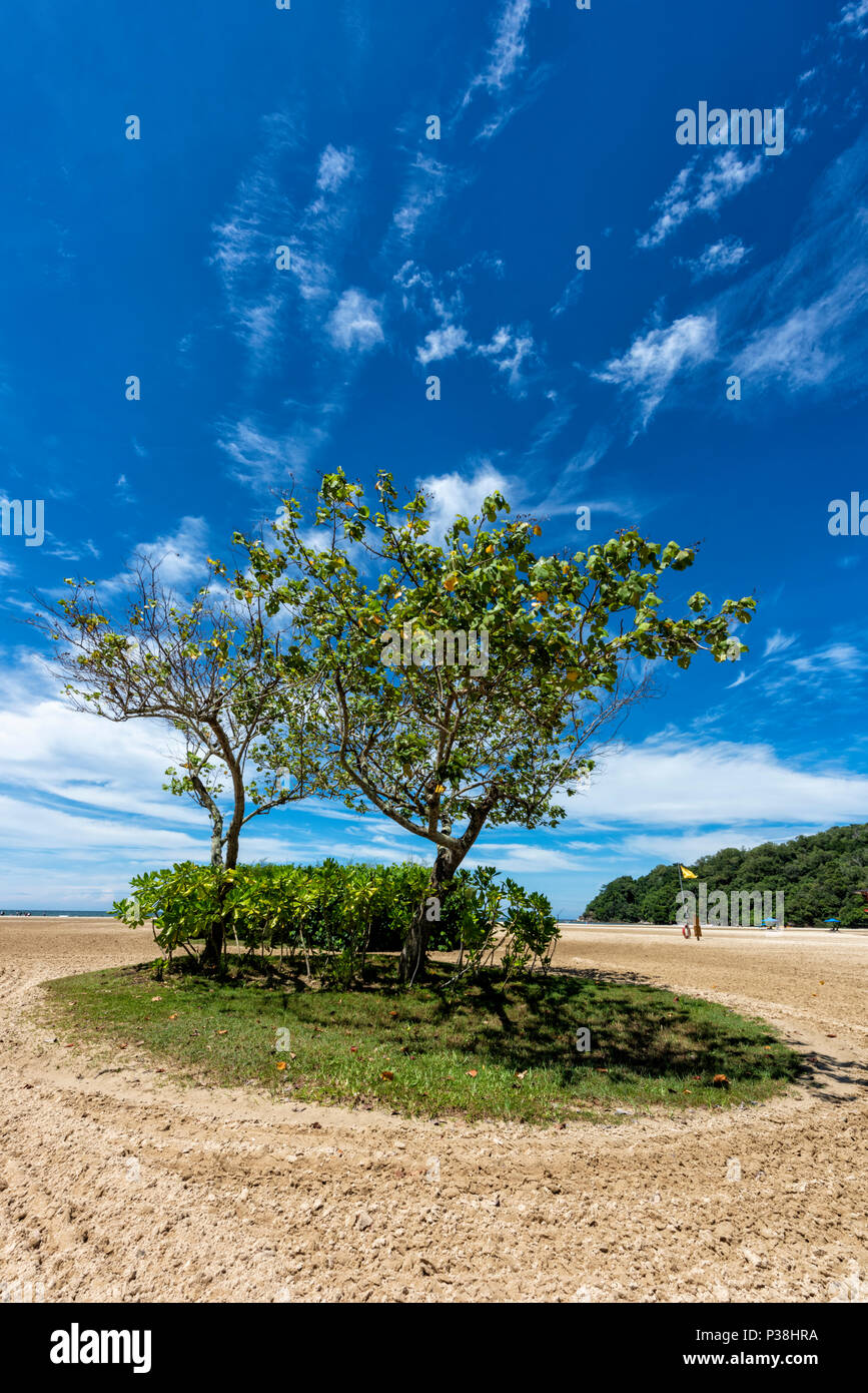 Clump of trees and a patch of grass on the beach at Kota Kinabalu ...