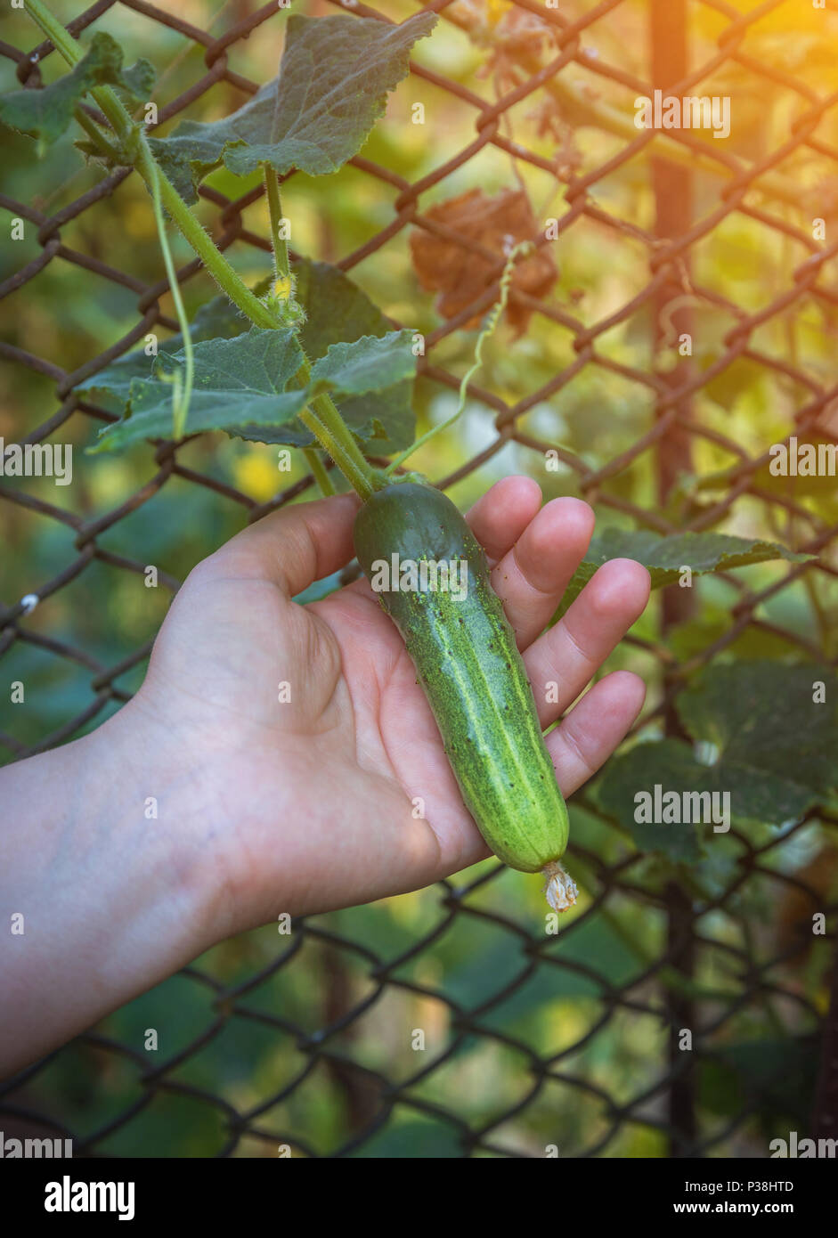 Baby cucumber hi-res stock photography and images - Alamy