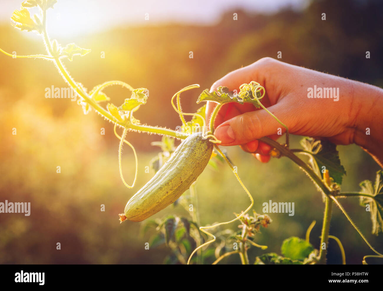 Woman hands holding an organic cucumber, close up hand. Raw Organic ...