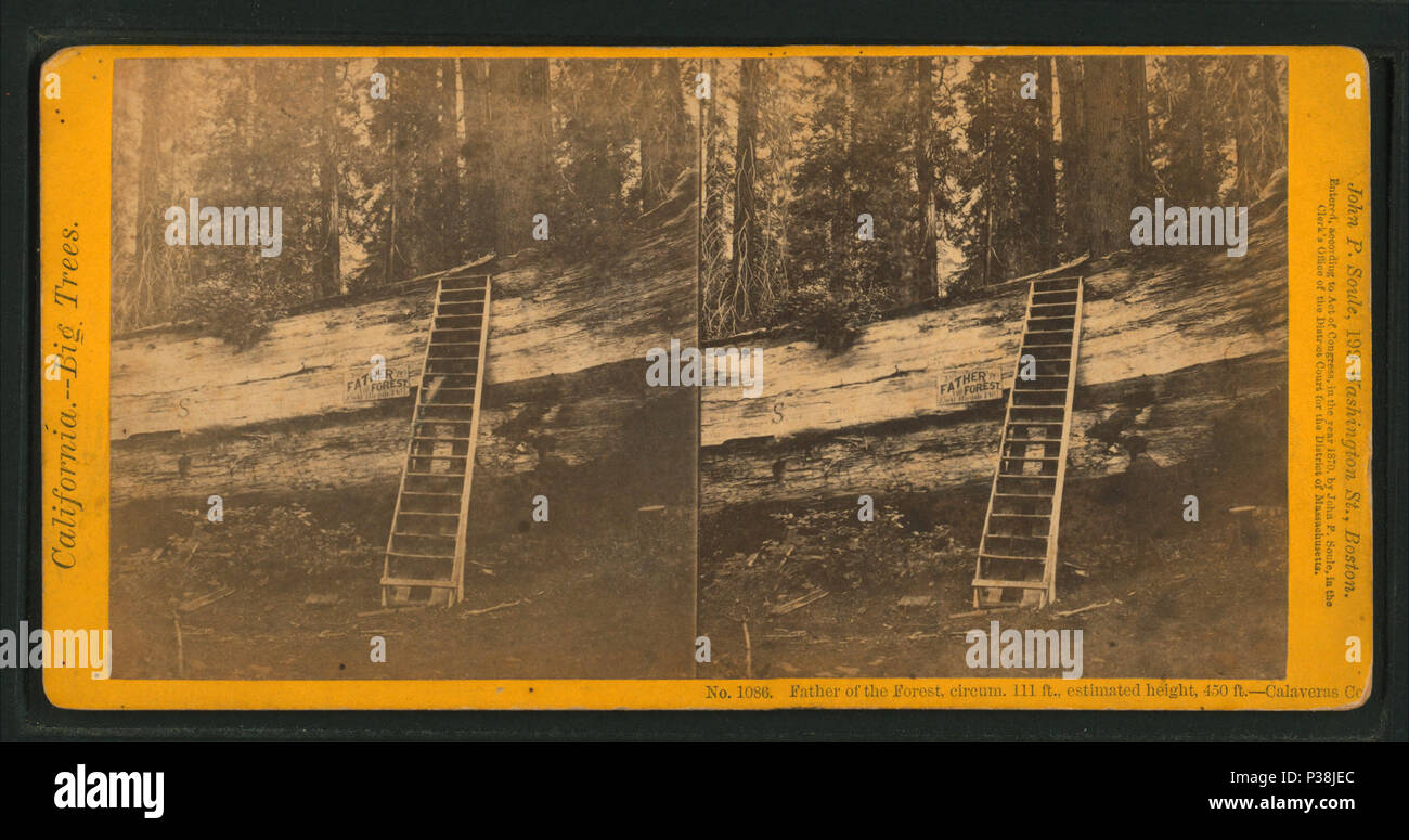 Giant sequoia tree rings hi-res stock photography and images - Alamy