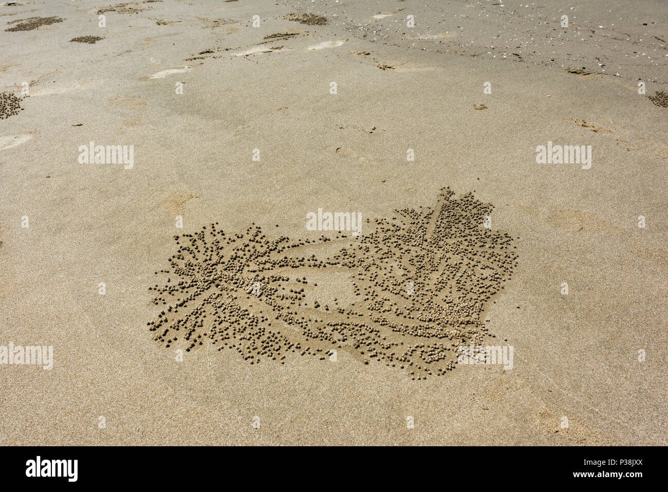 Burrows and sand pellets left by Sand Bubbler crabs on the beach in ...