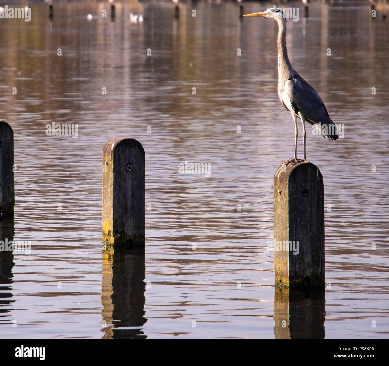 Great blue heron resting on a pole in the pond that crosses Hyde Park ...