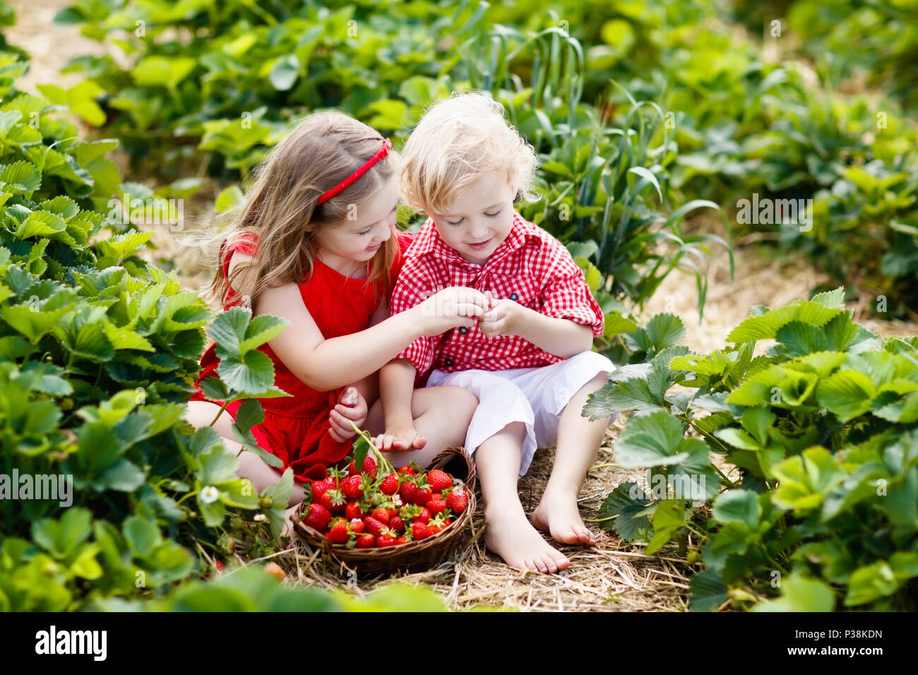 Kids picking strawberry on fruit farm field on sunny summer day ...