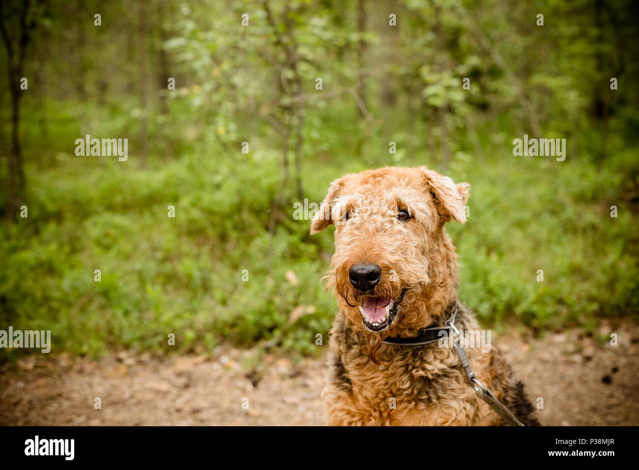 One sitting Black brown Airedale Terrier dog isolated on nature forest ...
