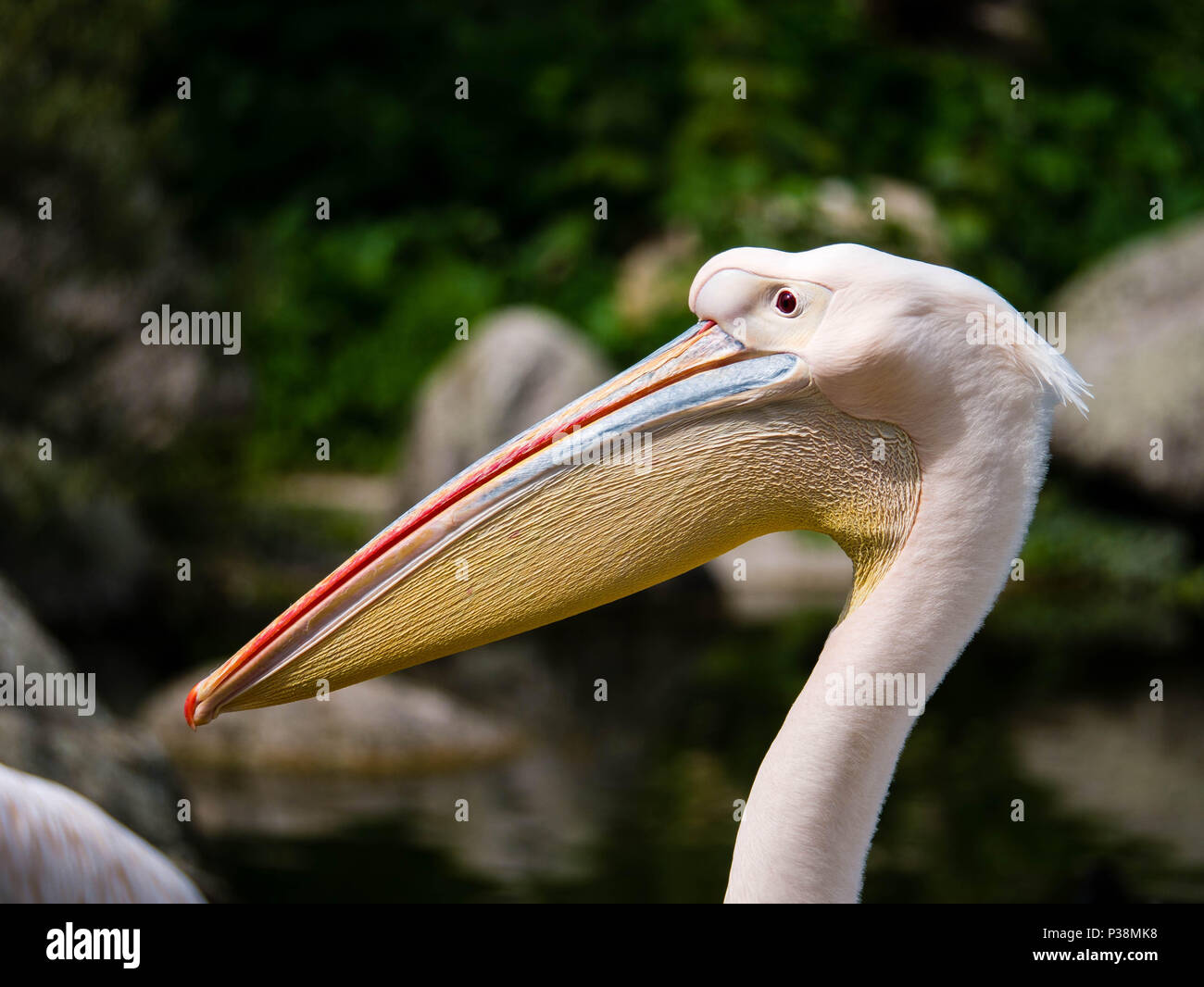 Pelican from zoo hi-res stock photography and images - Alamy