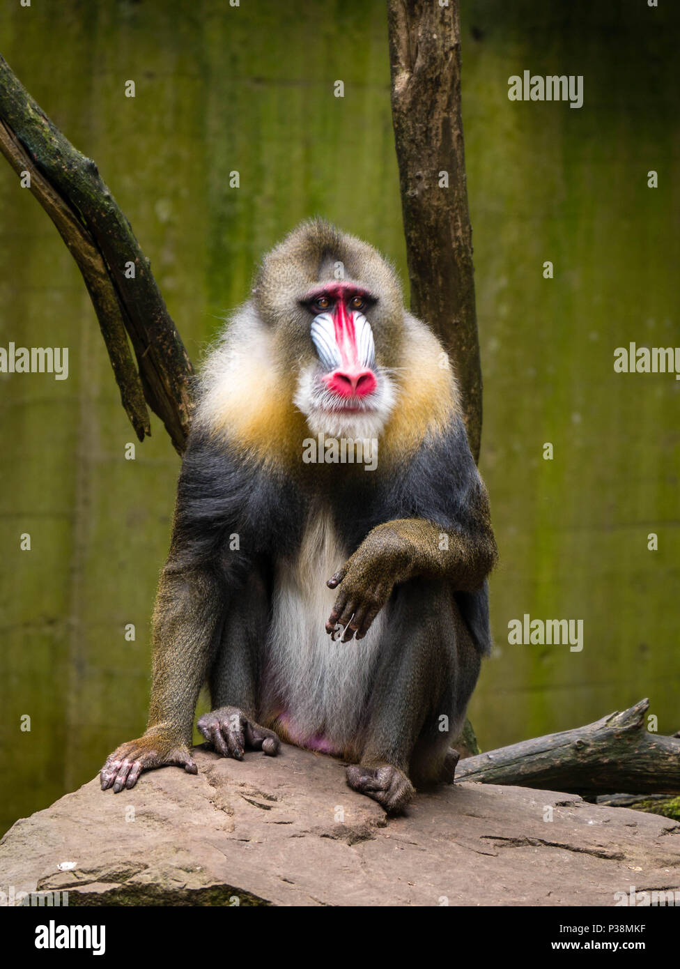Mandrill hi-res stock photography and images - Alamy