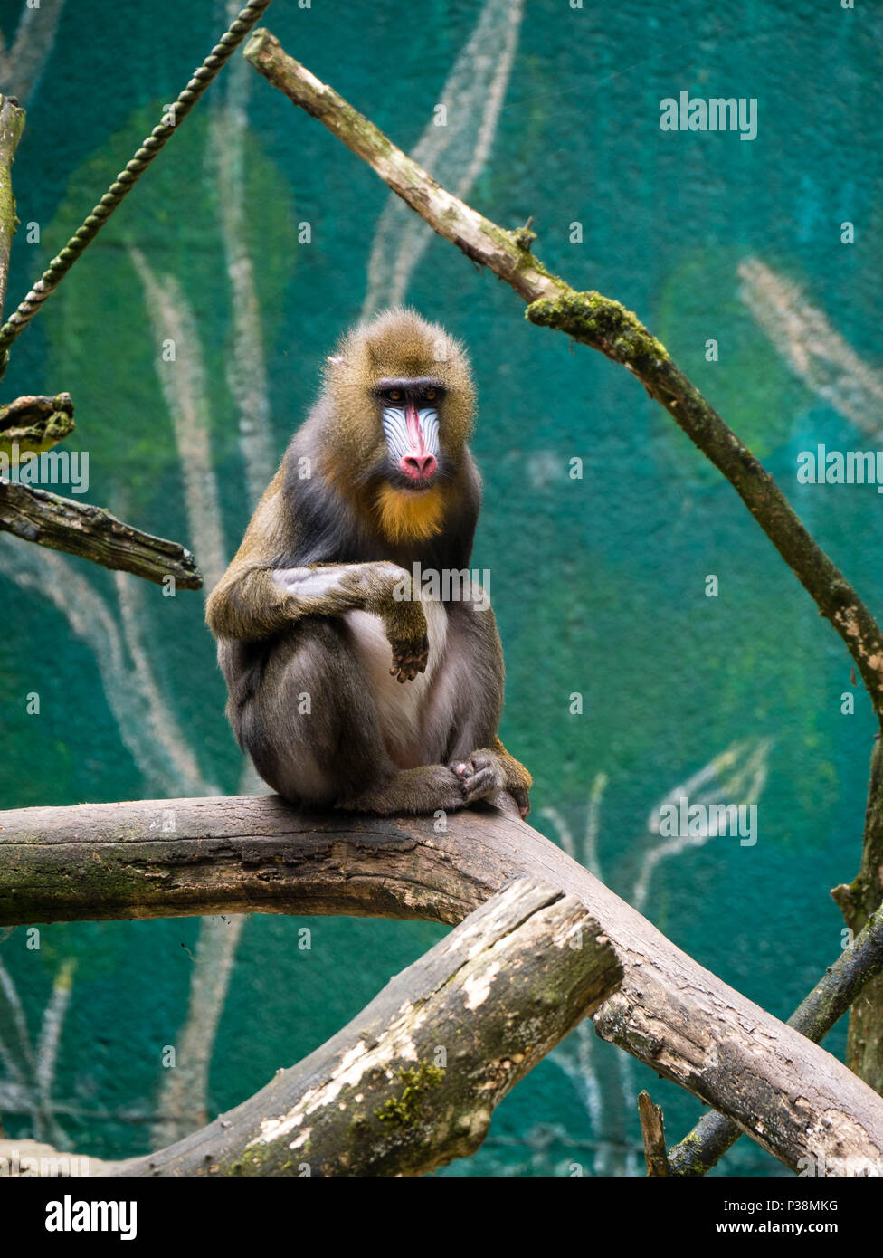 Portrait of a male mandrill hi-res stock photography and images - Alamy